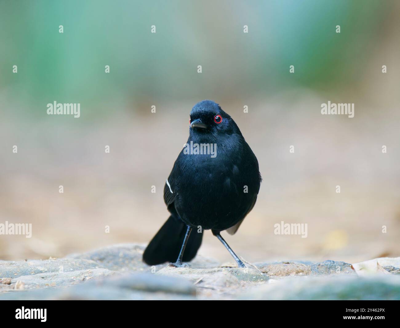White Shouldered Fire Eye Pyriglena leucoptera Atlantic Forest, Brazil ...
