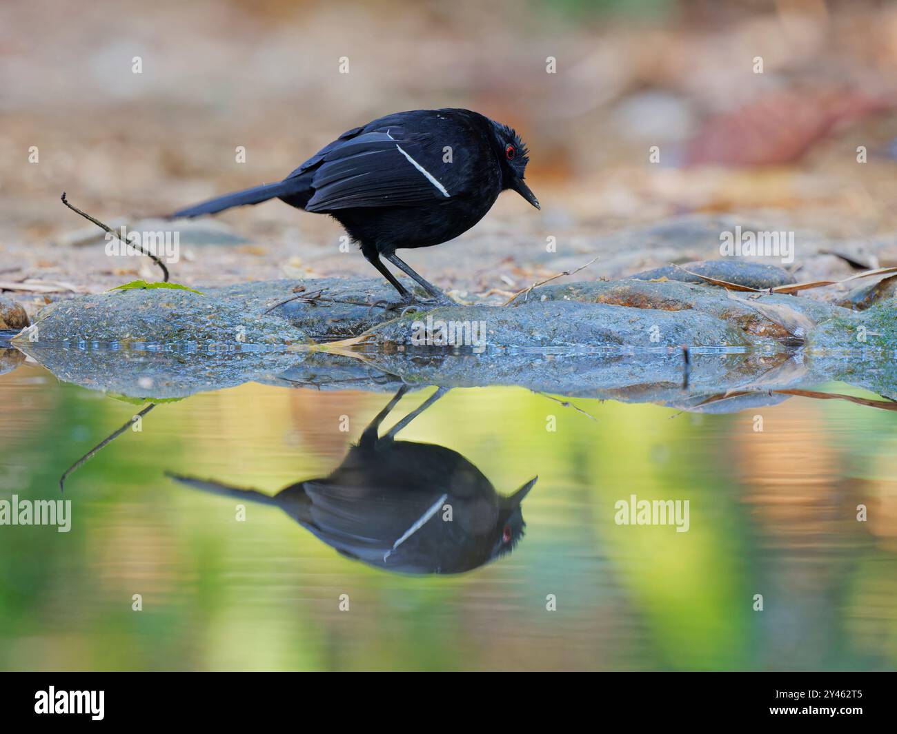 White Shouldered Fire Eye Pyriglena leucoptera Atlantic Forest, Brazil ...
