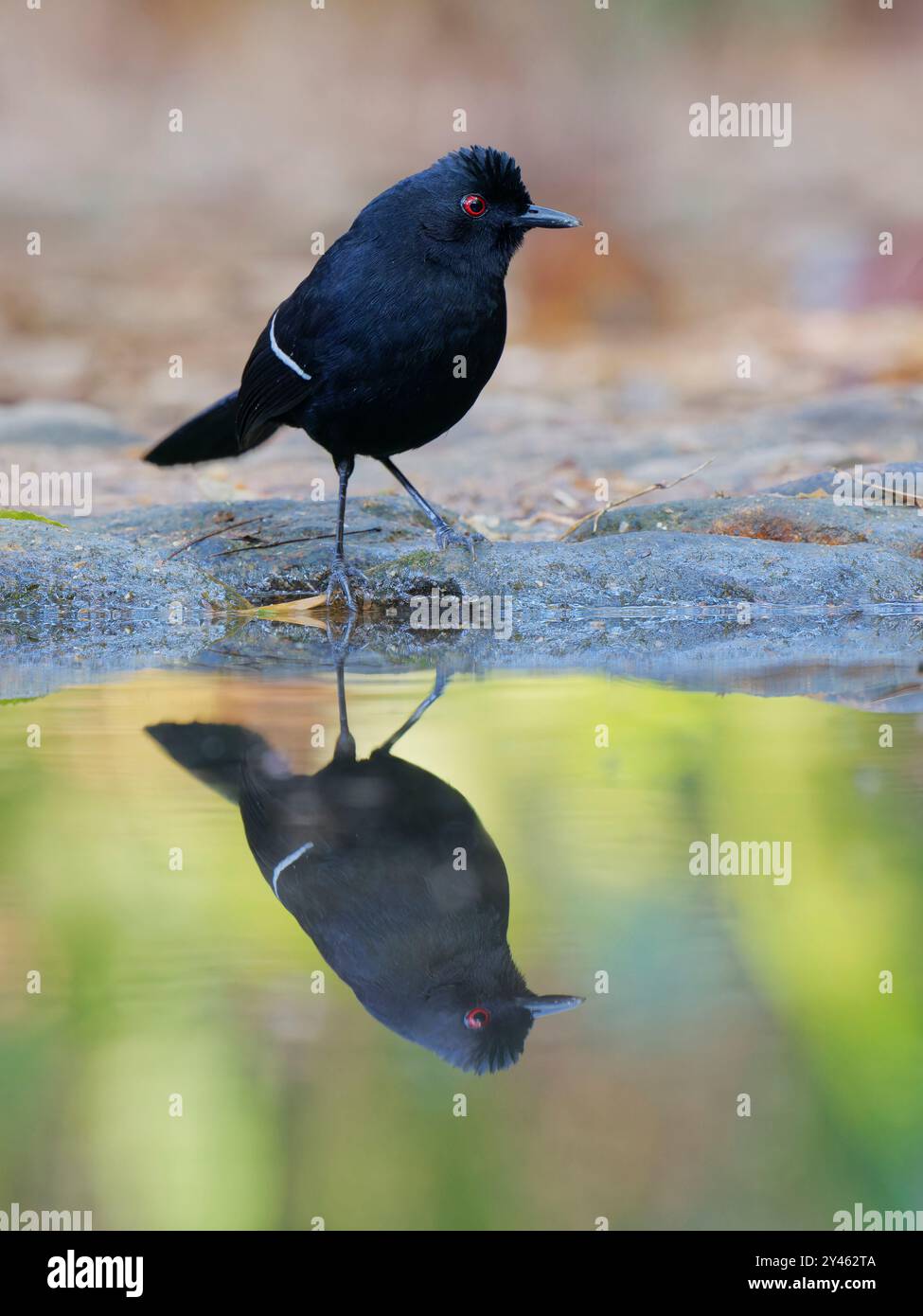White Shouldered Fire Eye Pyriglena leucoptera Atlantic Forest, Brazil ...