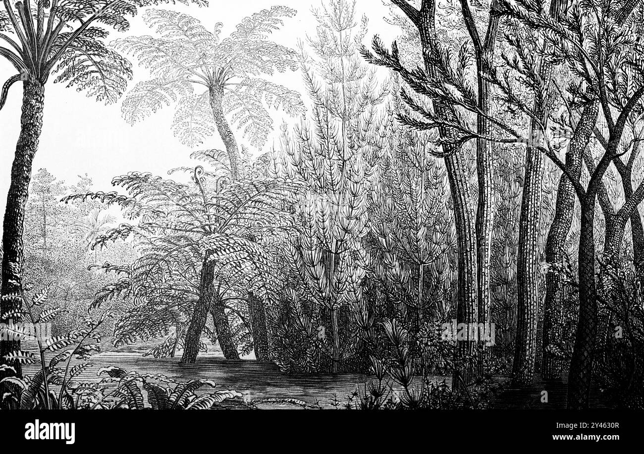 Natural vegetation at the age of coal, age of Carboniferous with high ...