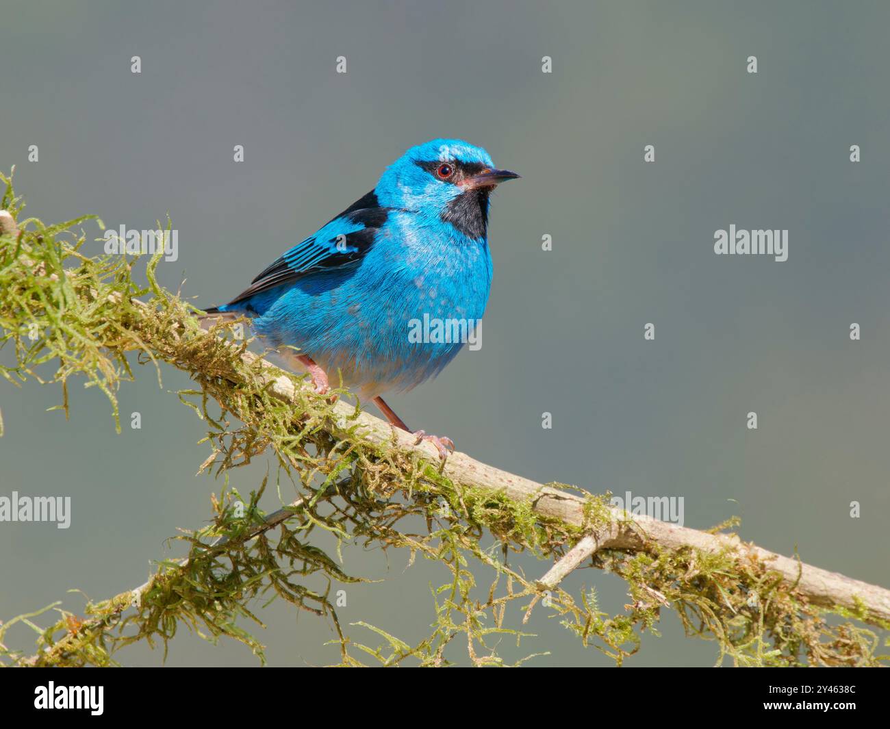 Blue Dacnis male Dacnis cayana Atlantic Forest, Brazil BI041684 Stock ...