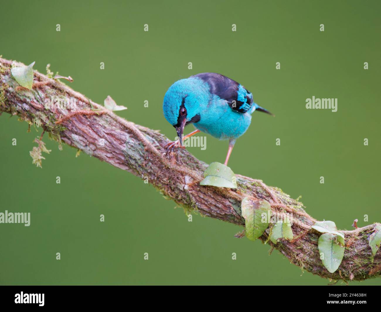 Blue Dacnis male Dacnis cayana Atlantic Forest, Brazil BI041687 Stock ...