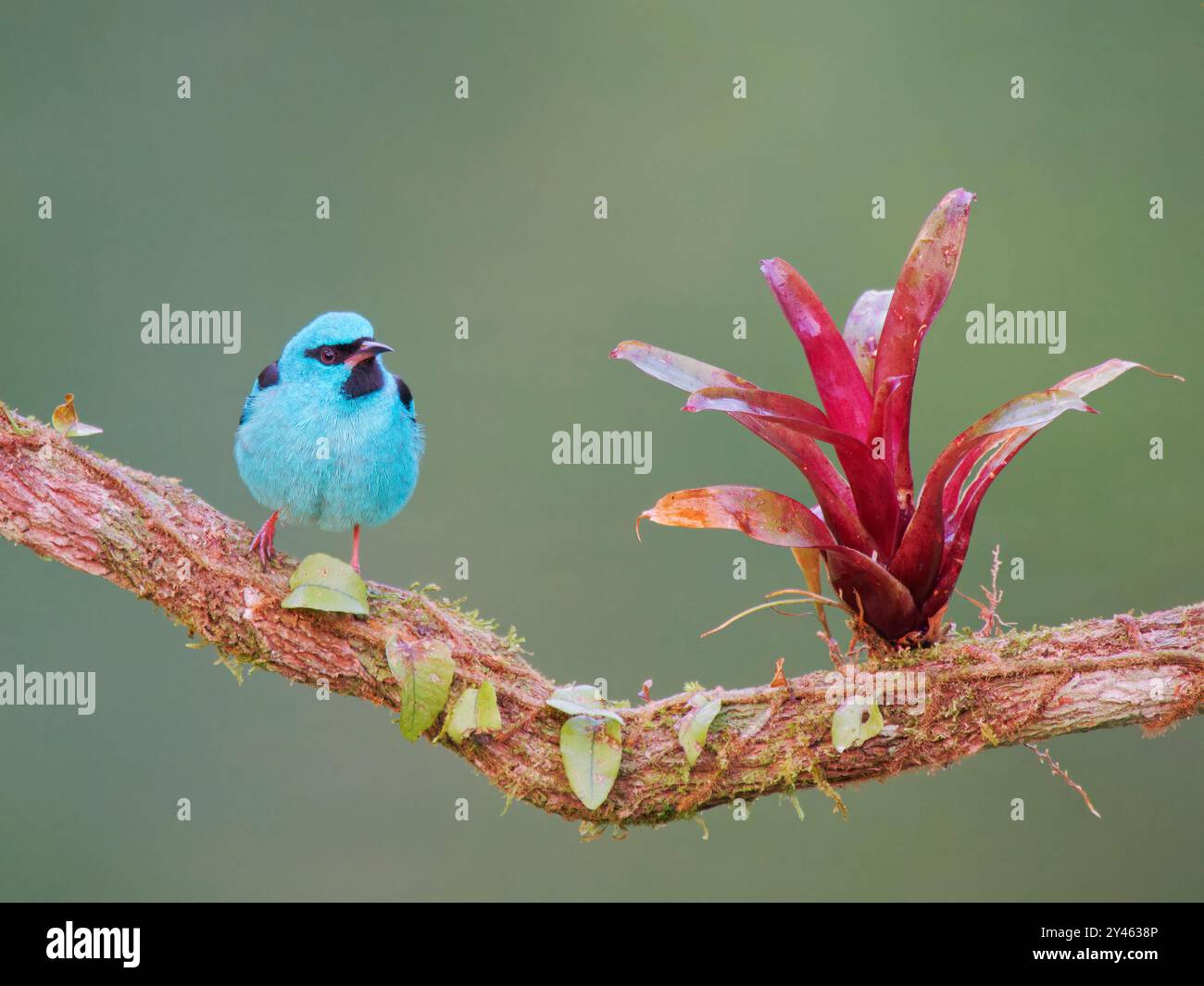 Blue Dacnis male Dacnis cayana Atlantic Forest, Brazil BI041688 Stock ...