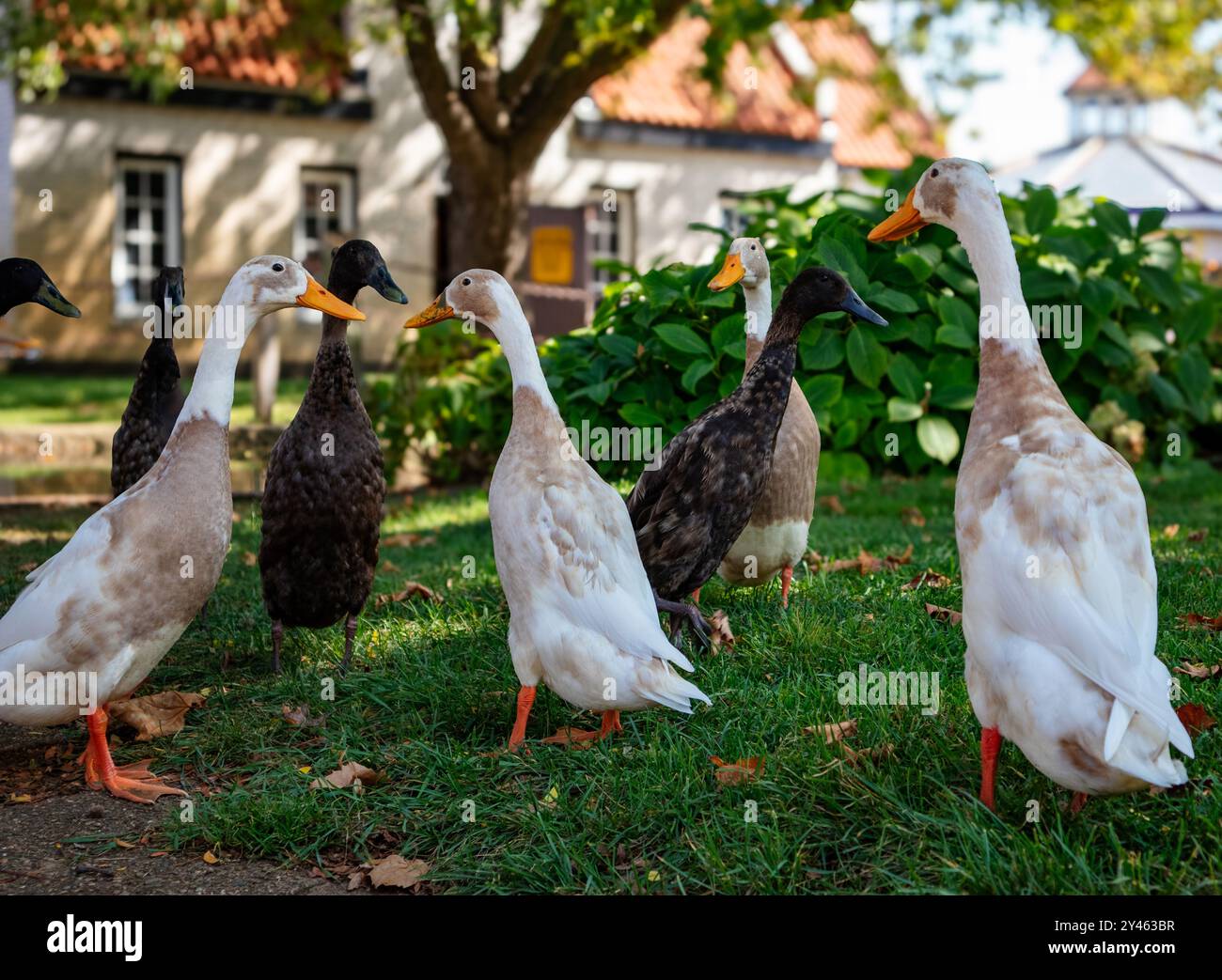 Indian runner ducks hi-res stock photography and images - Alamy