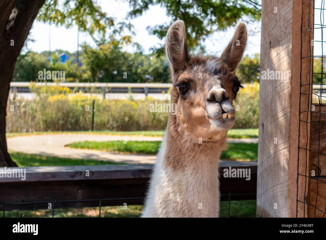 Llama at an outdoor petting zoo close up Stock Photo - Alamy