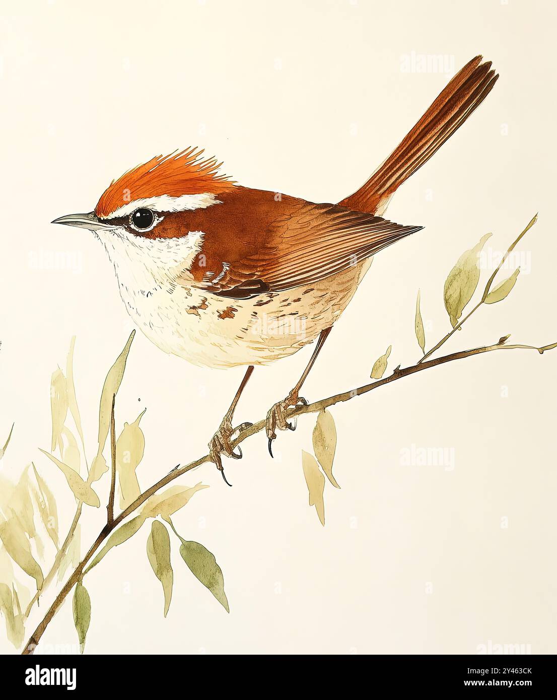 Pretty bird illustration hi-res stock photography and images - Alamy