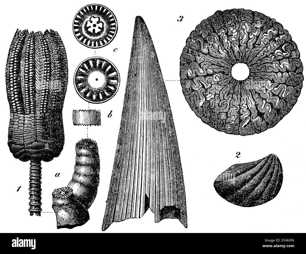 Trias fauna hi-res stock photography and images - Alamy