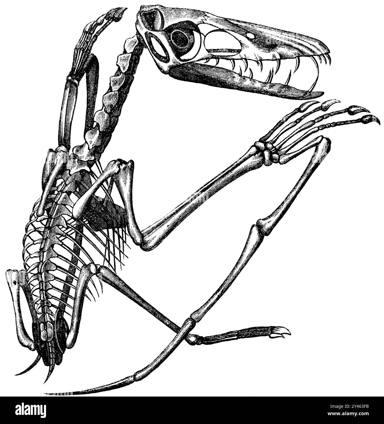 Animal of the Jurassic limestone age, skeleton of a Pterodactylus ...