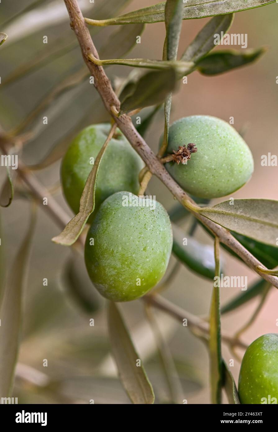 Detail of olive tree with green olives Close-Up Of Fruits Growing On ...