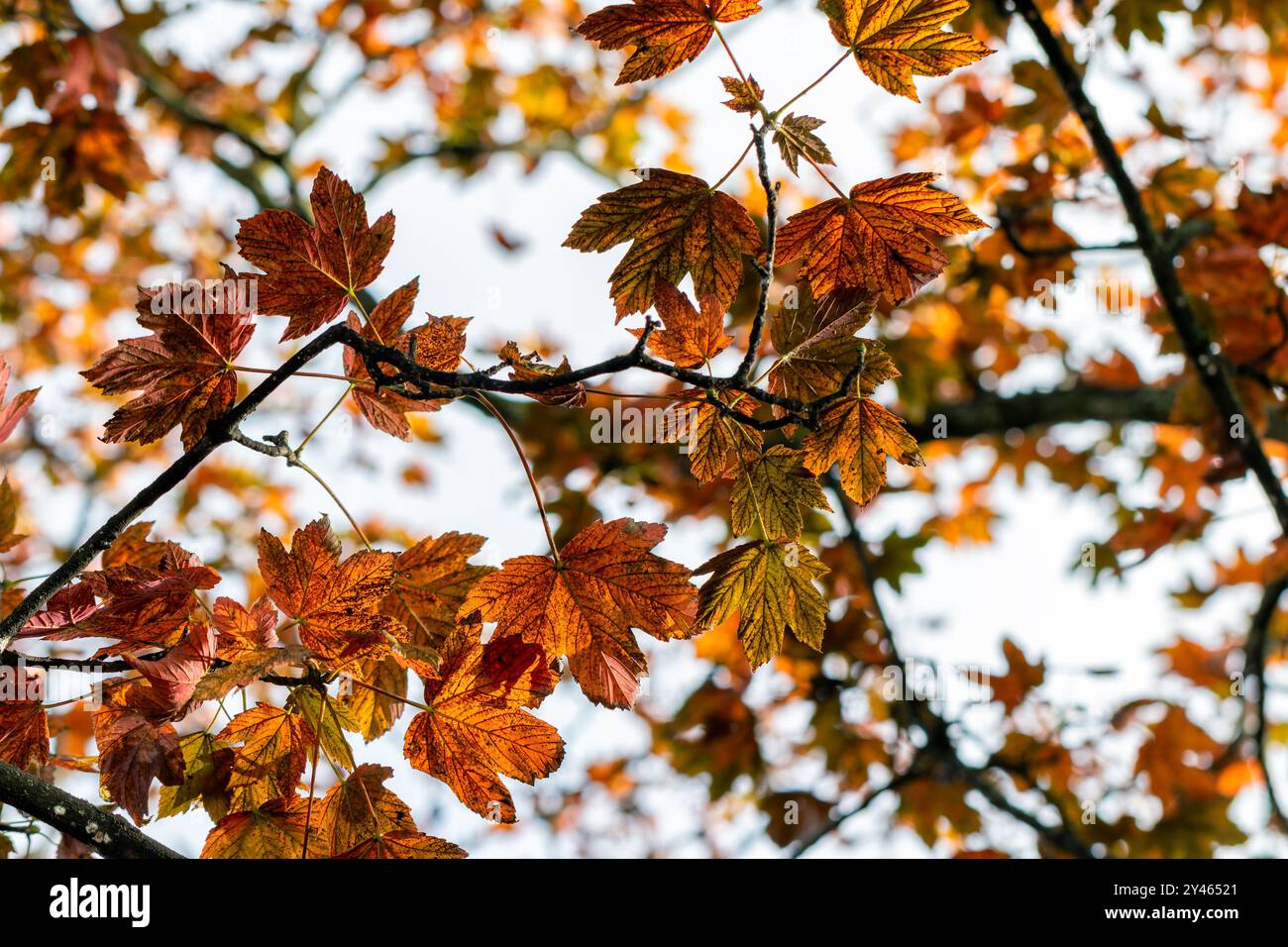 Underside of colorful Sycamore leaves "Acer pseudoplatanus" during ...