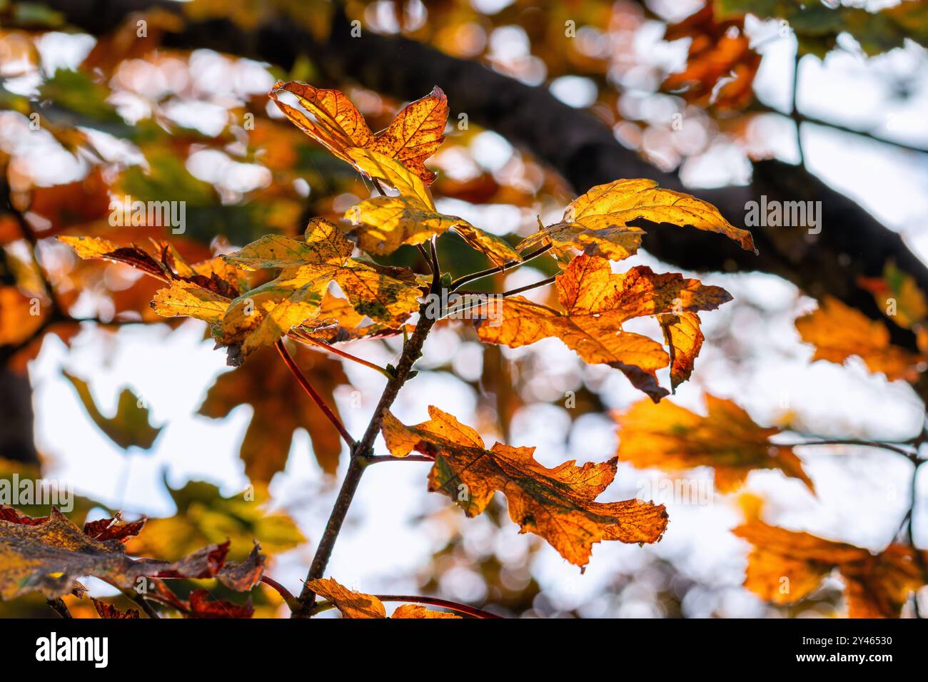 Autumn leaves of Sycamore tree "Acer pseudoplatanus" changing color ...