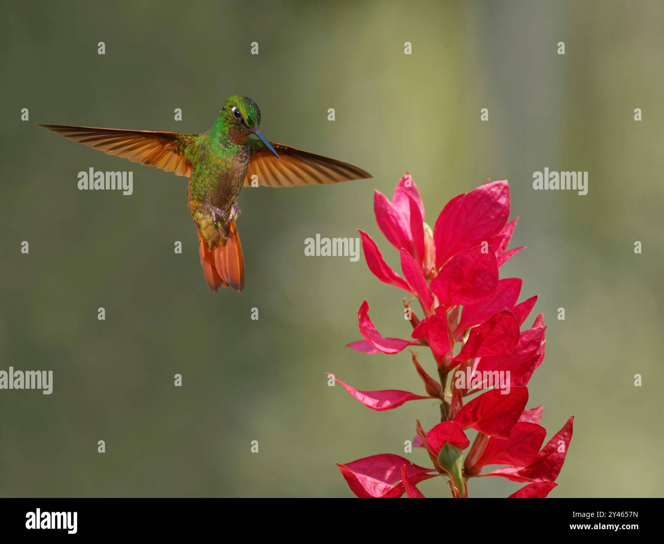 Brazilian Ruby Hummingbird male at flower Heliodoxa rubricauda Atlantic ...