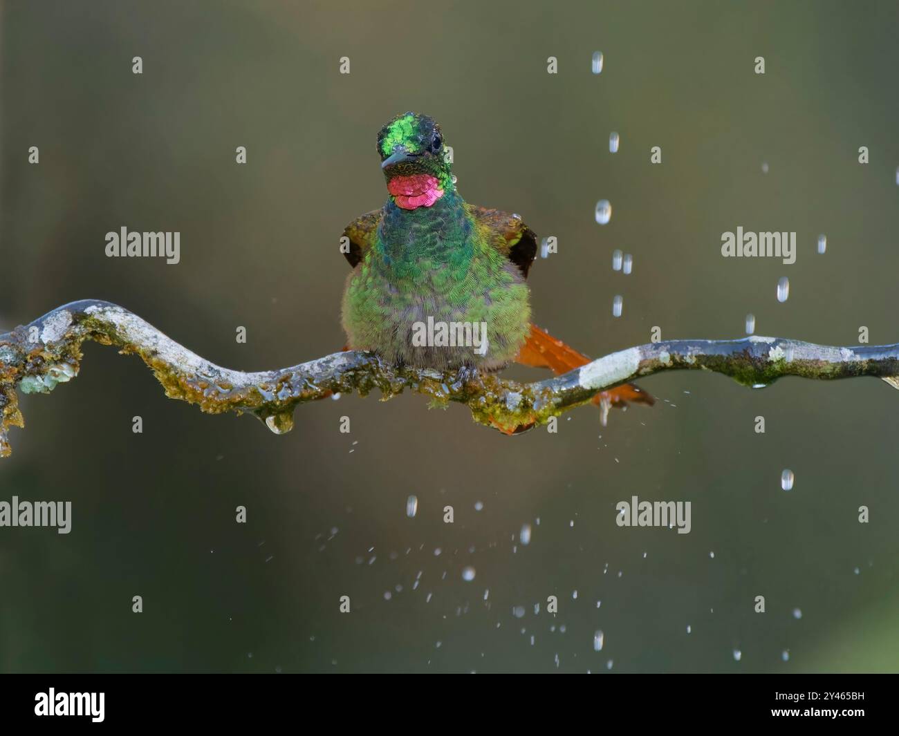 Brazilian Ruby Hummingbird male washing Heliodoxa rubricauda Atlantic ...