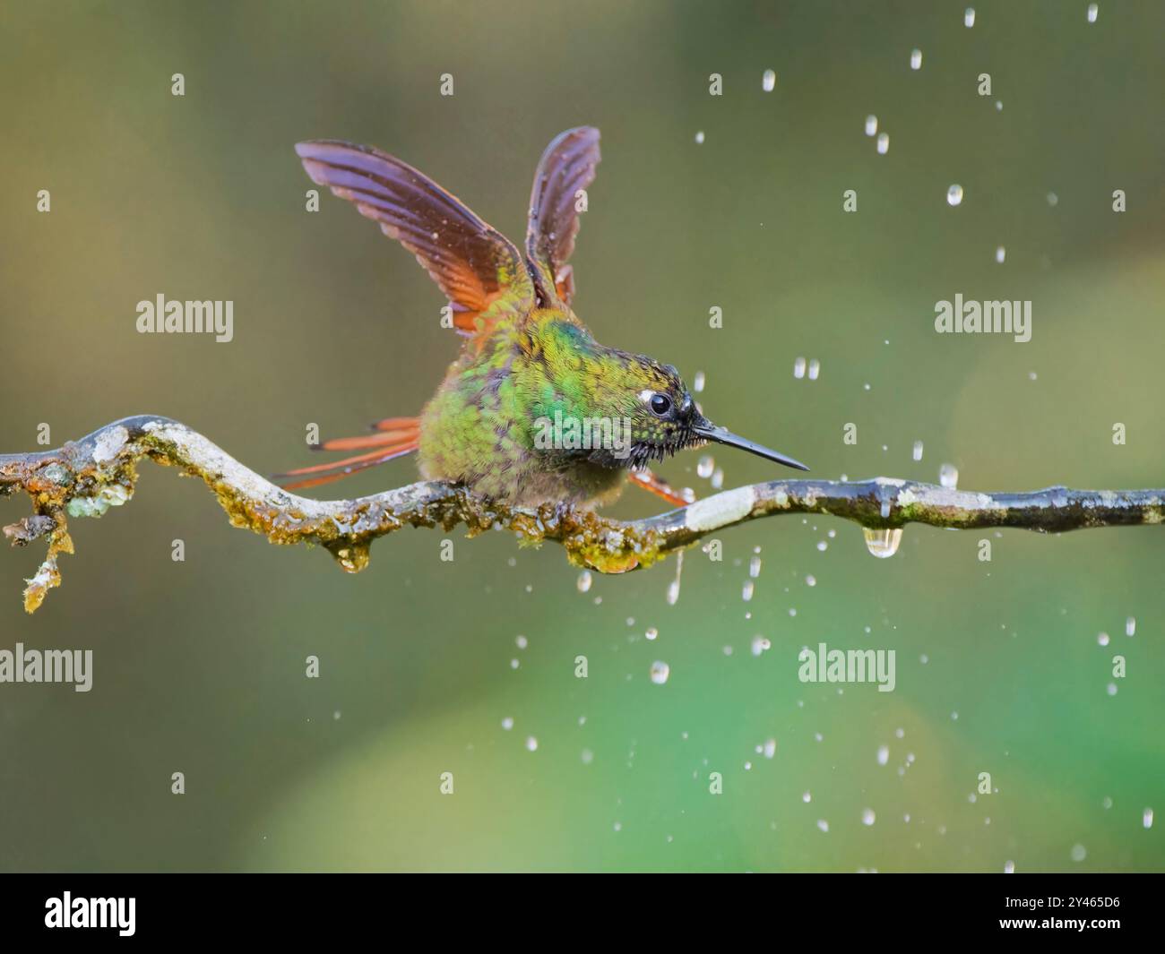 Brazilian Ruby Hummingbird male washing Heliodoxa rubricauda Atlantic ...