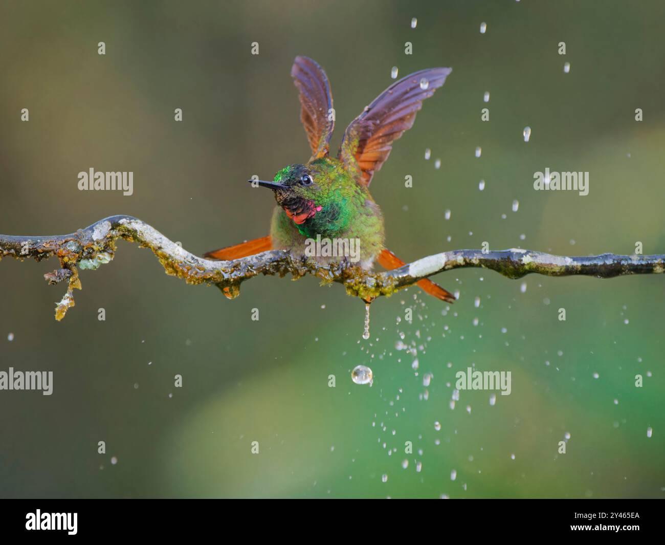 Brazilian Ruby Hummingbird male washing Heliodoxa rubricauda Atlantic ...