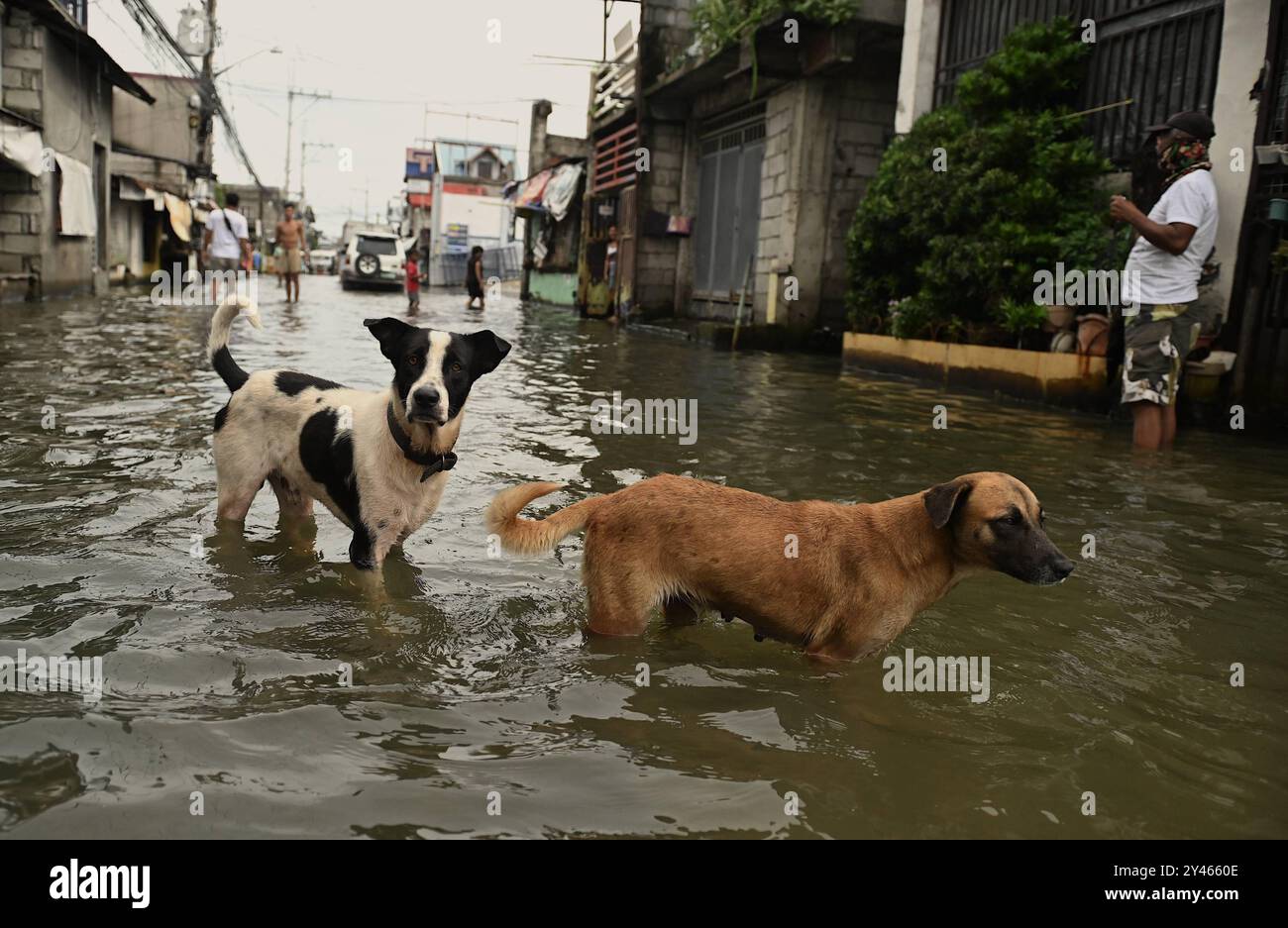 Flooding caused by typhoon Yagi in Philippines Street dogs wade through ...
