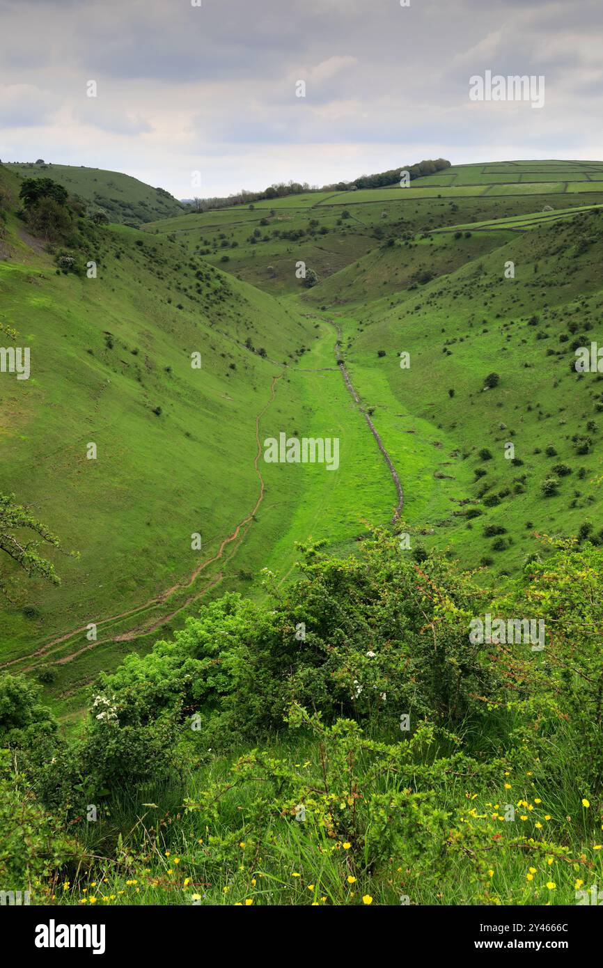 Summer view through Cressbrook Dale, near Tideswell village, Derbyshire ...