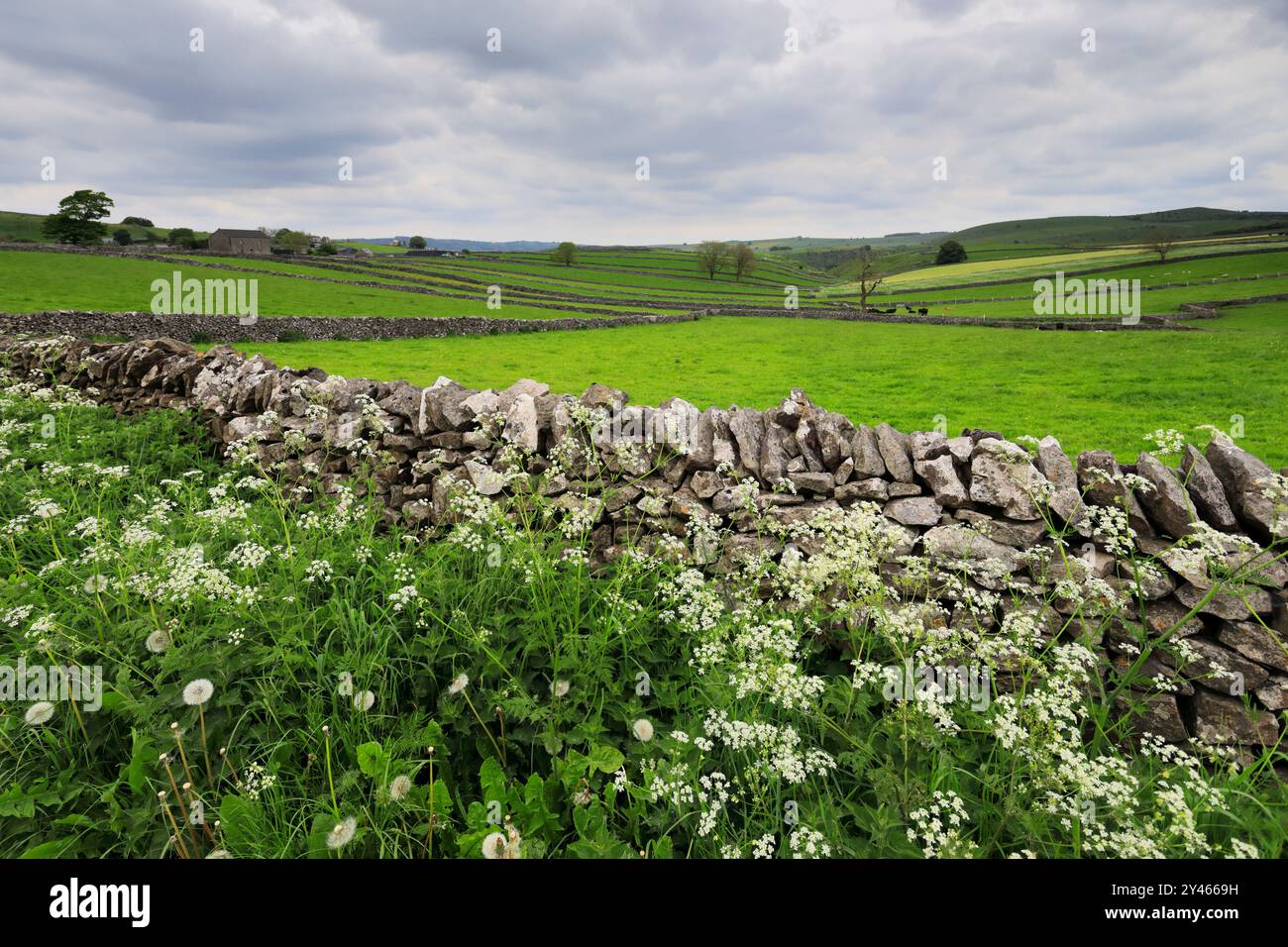 View over the Drystone walls around Littondale, Litton village, Peak ...