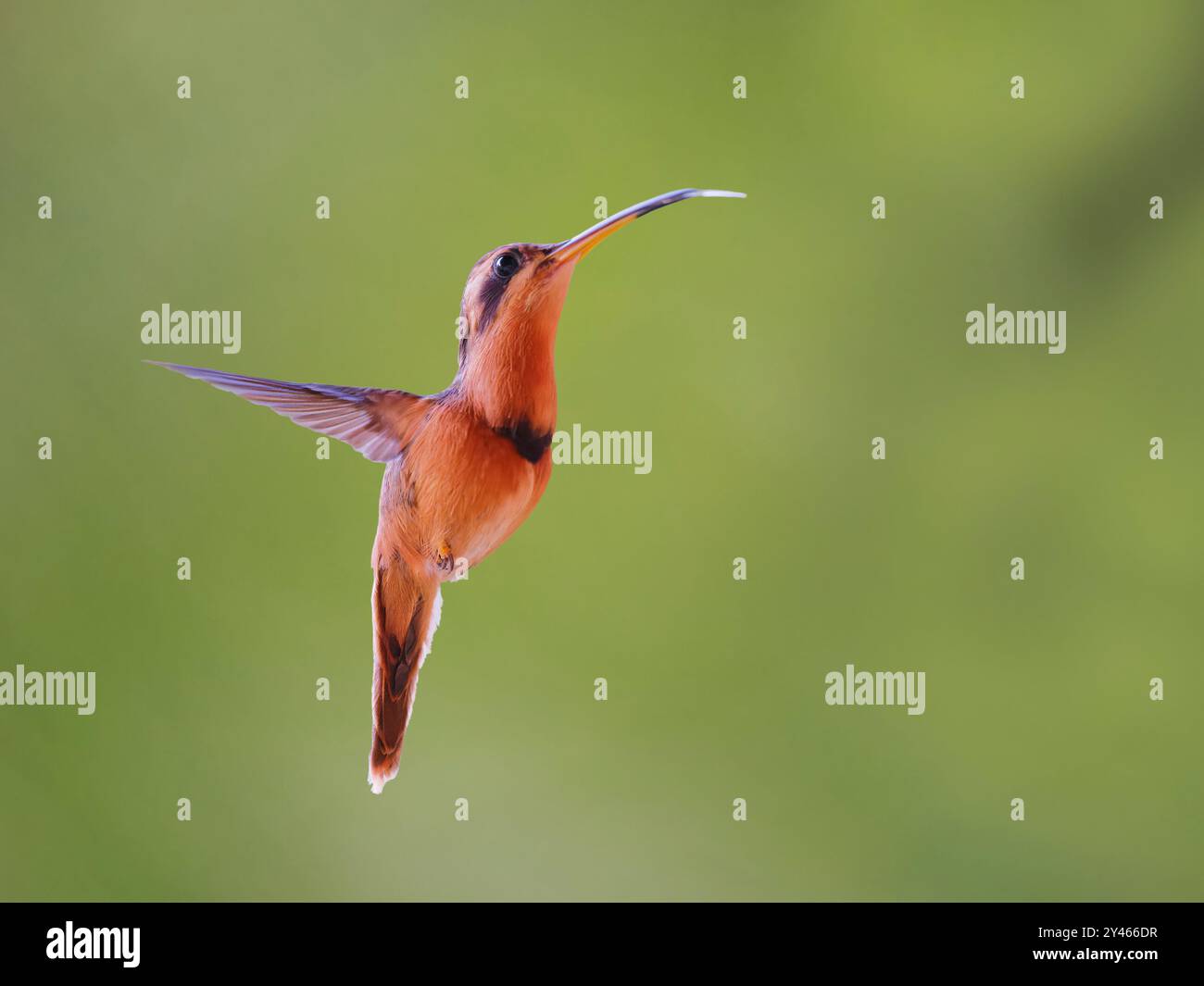 Phaethornis ruber hi-res stock photography and images - Alamy