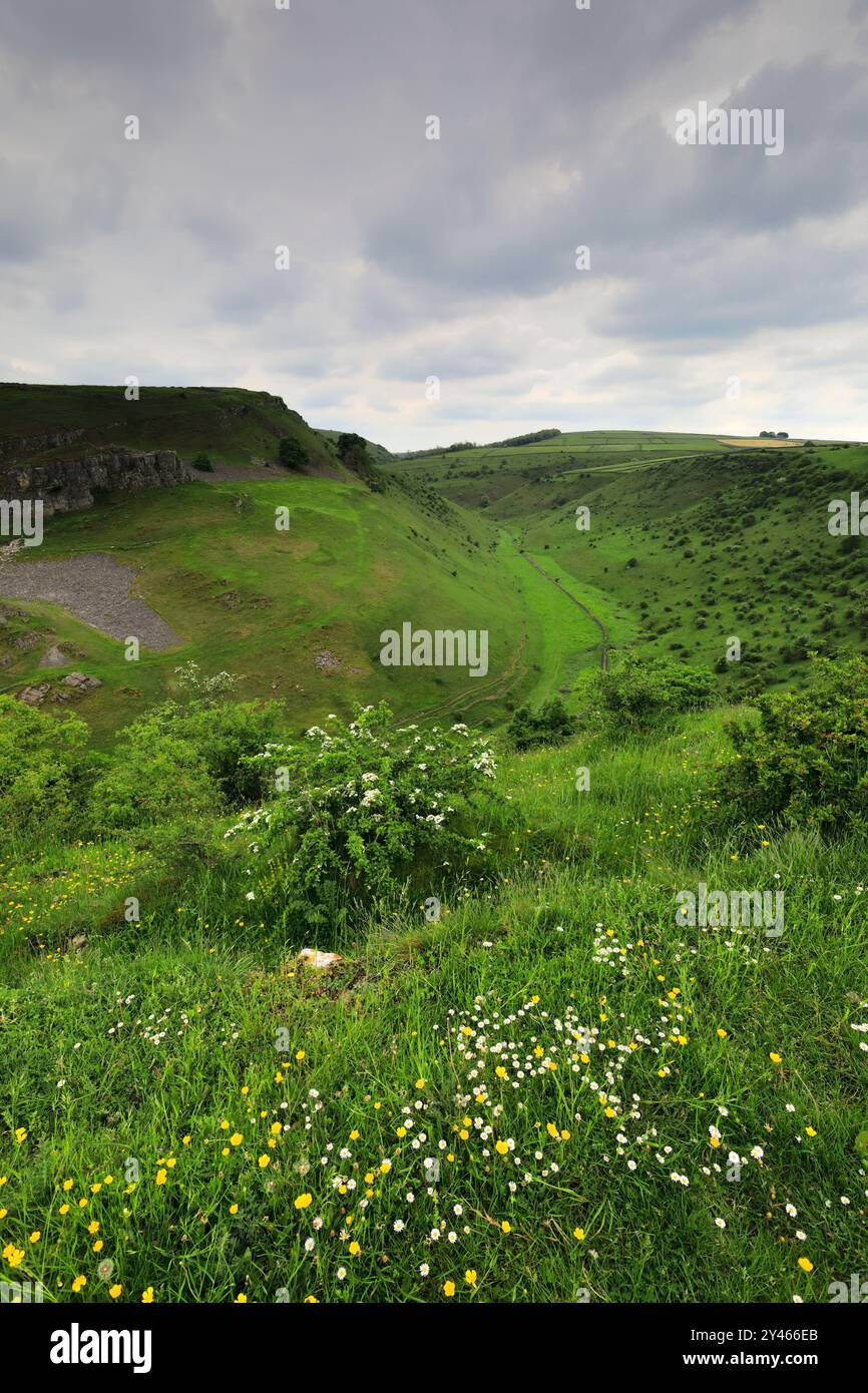 Summer view through Cressbrook Dale, near Tideswell village, Derbyshire ...