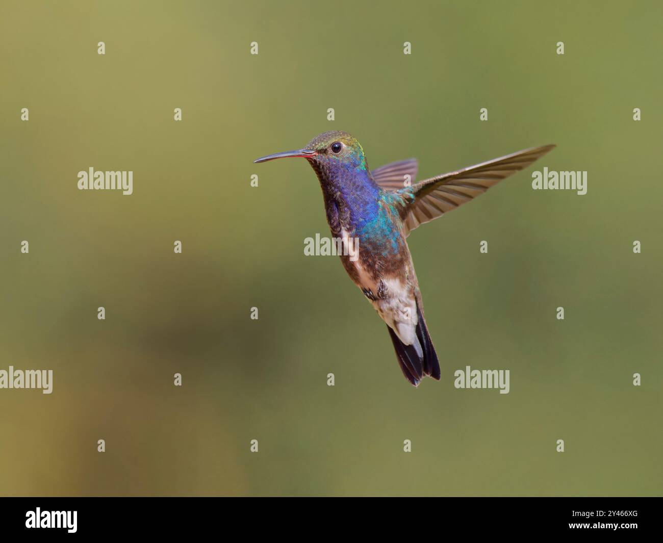 Sapphire Spangled Emerald in flight Chionomesa lacteal Atlantic Forest ...