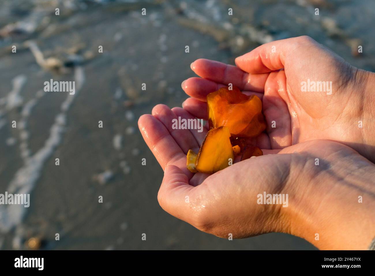 A person is gently holding a beautiful piece of amber in their hands ...