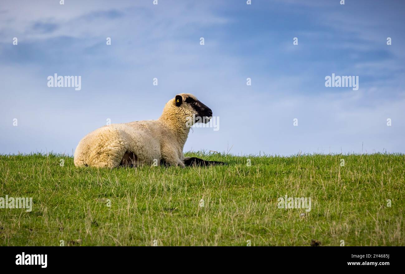 Male sheep with black face lying on grass hilltop near Norden Stock ...