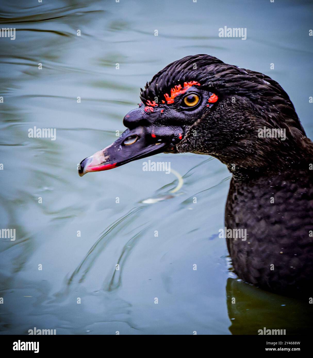 Profile of a black muscovy duck swimming in pond Stock Photo - Alamy