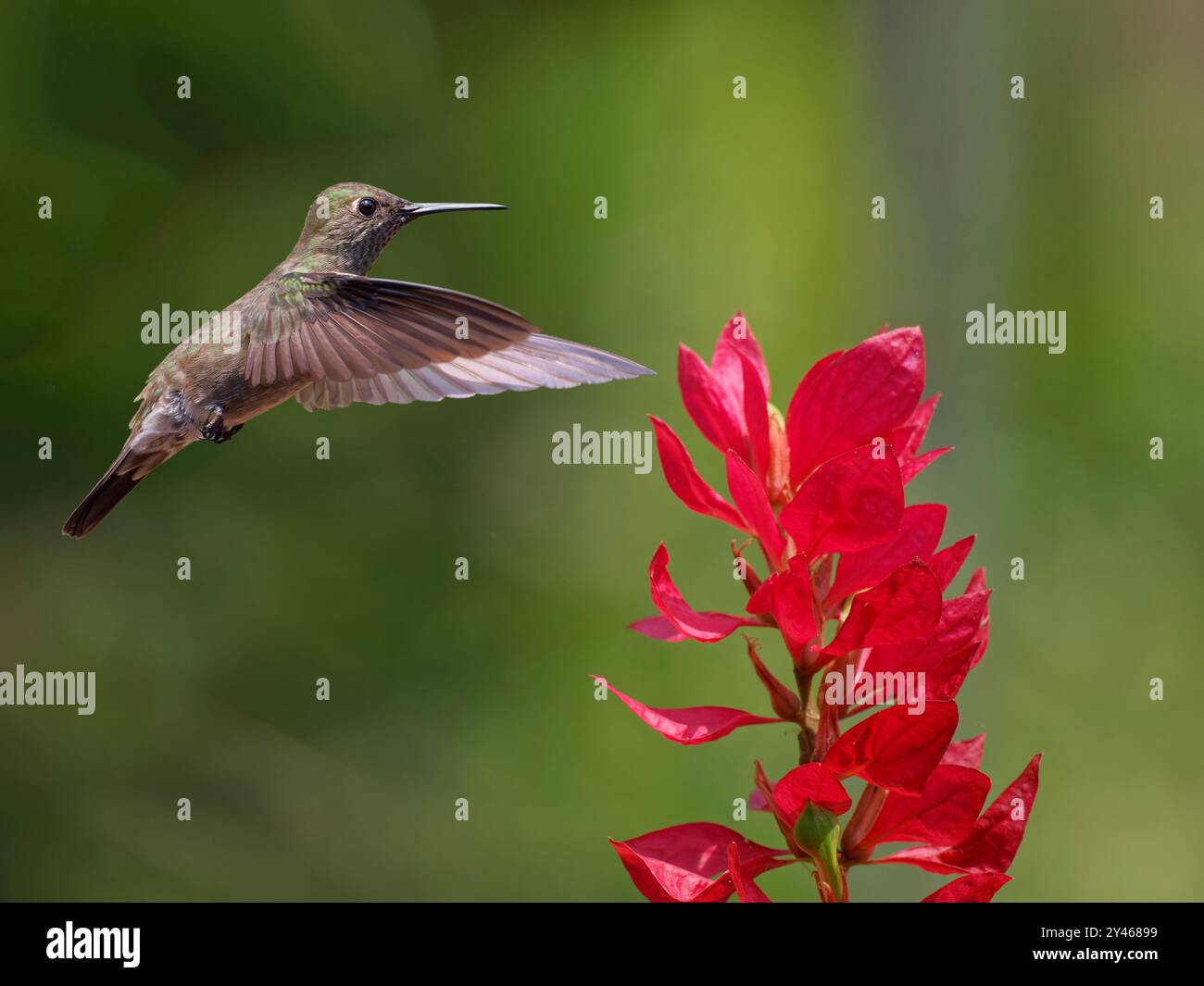 Sombre Hummingbird at flower Eupetomena cirrochloris Atlantic Forest ...