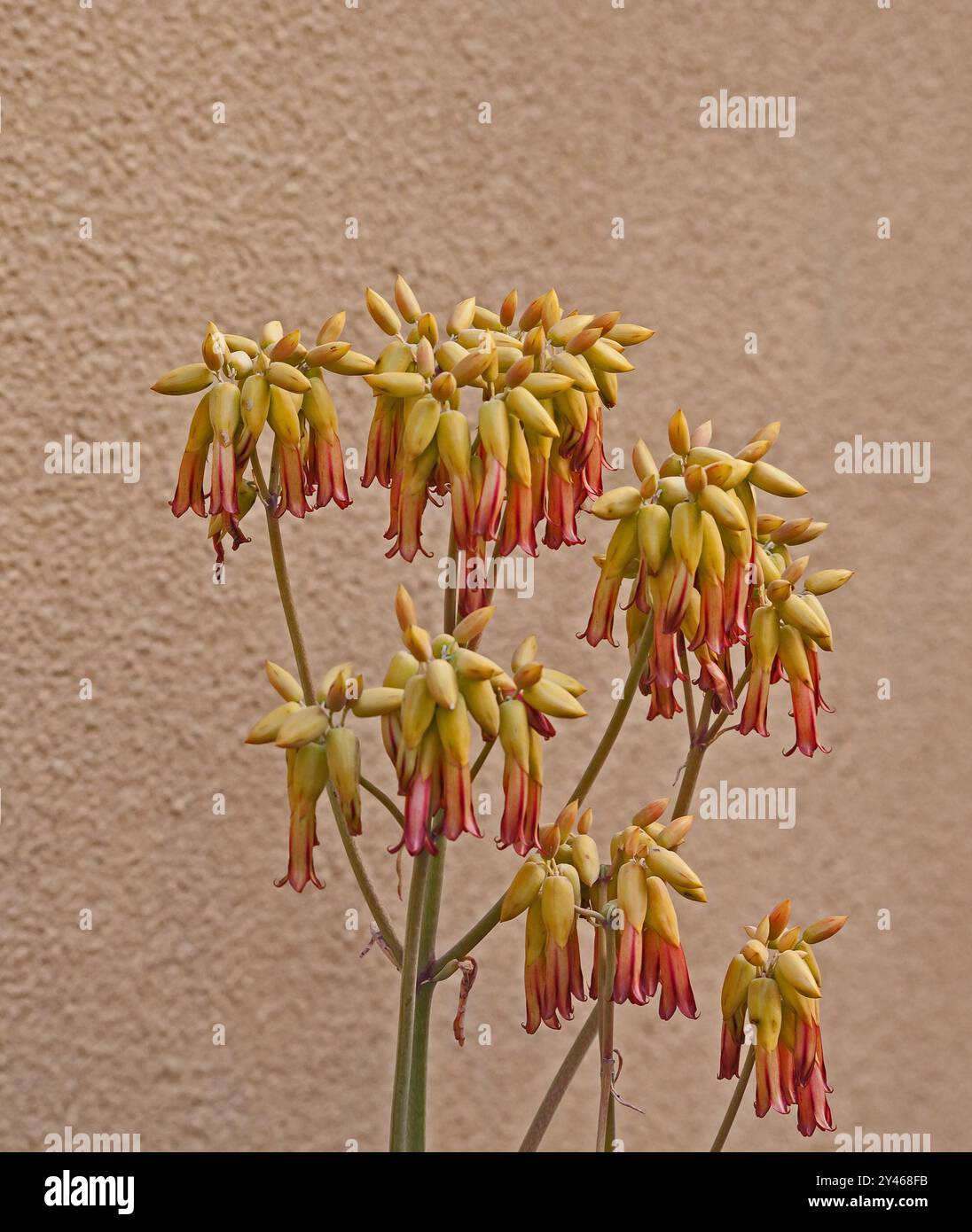 Coral aloe flowers hi-res stock photography and images - Alamy