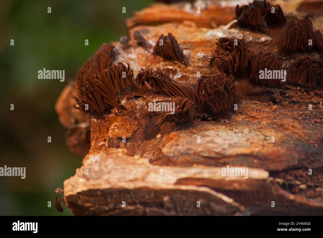 Slime mold Genus Stemonitis 15376 Stock Photo - Alamy