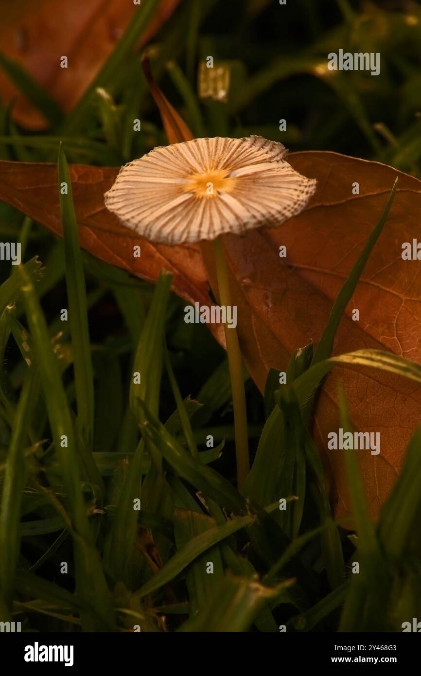 Leucocoprinus hi-res stock photography and images - Alamy