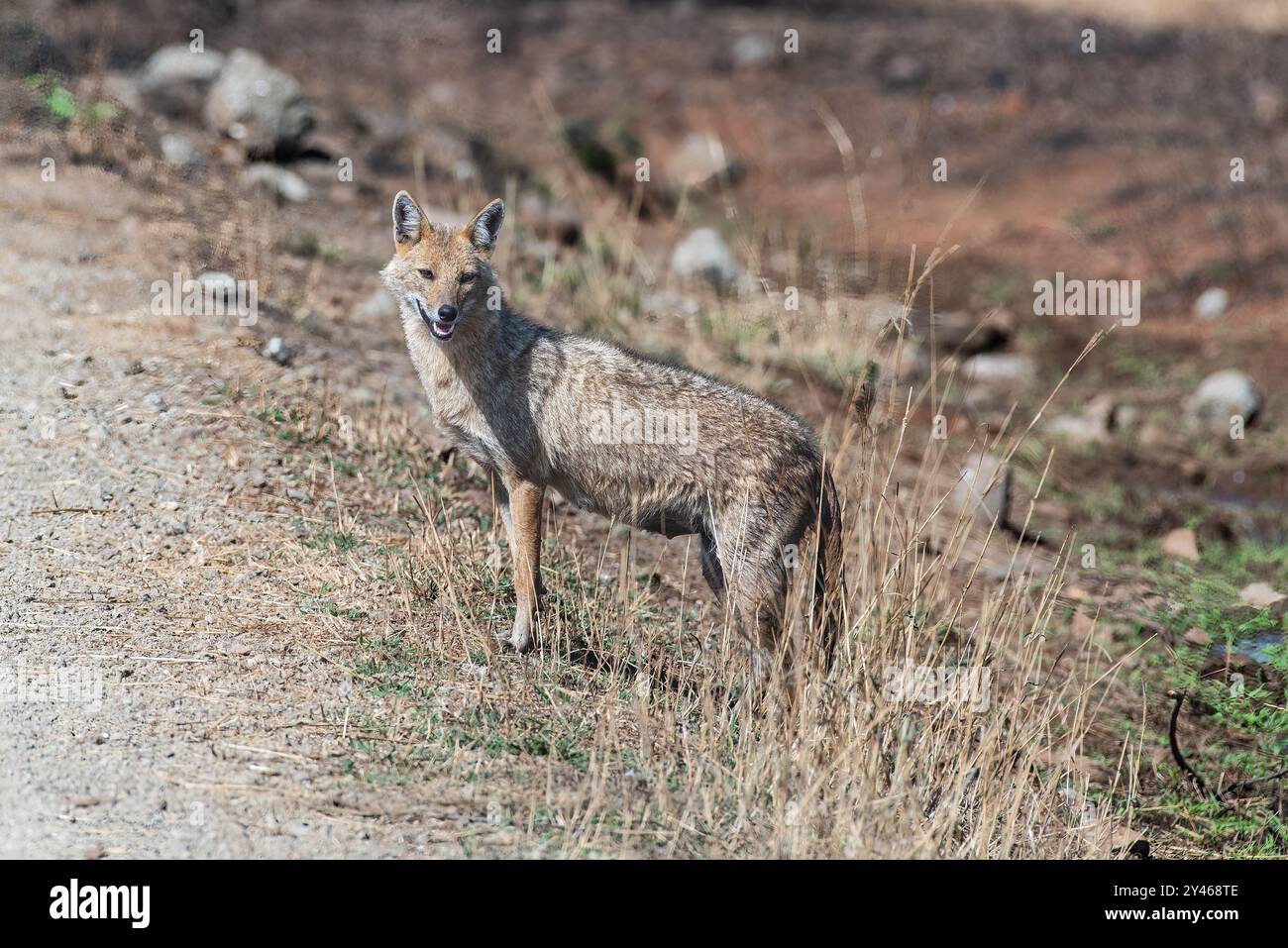 Safari phtography hi-res stock photography and images - Alamy