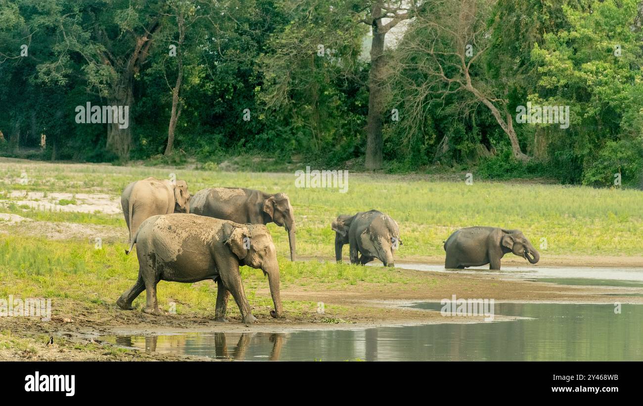 A Group of beautiful elephants drinking water.Kaziranga National Park ...
