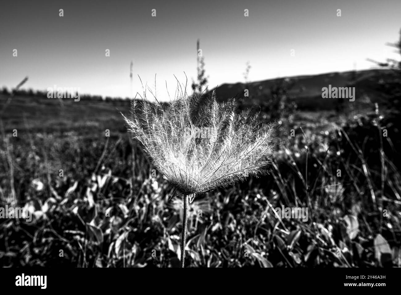 Alpine plant flowering in Black and White Stock Photos & Images - Alamy