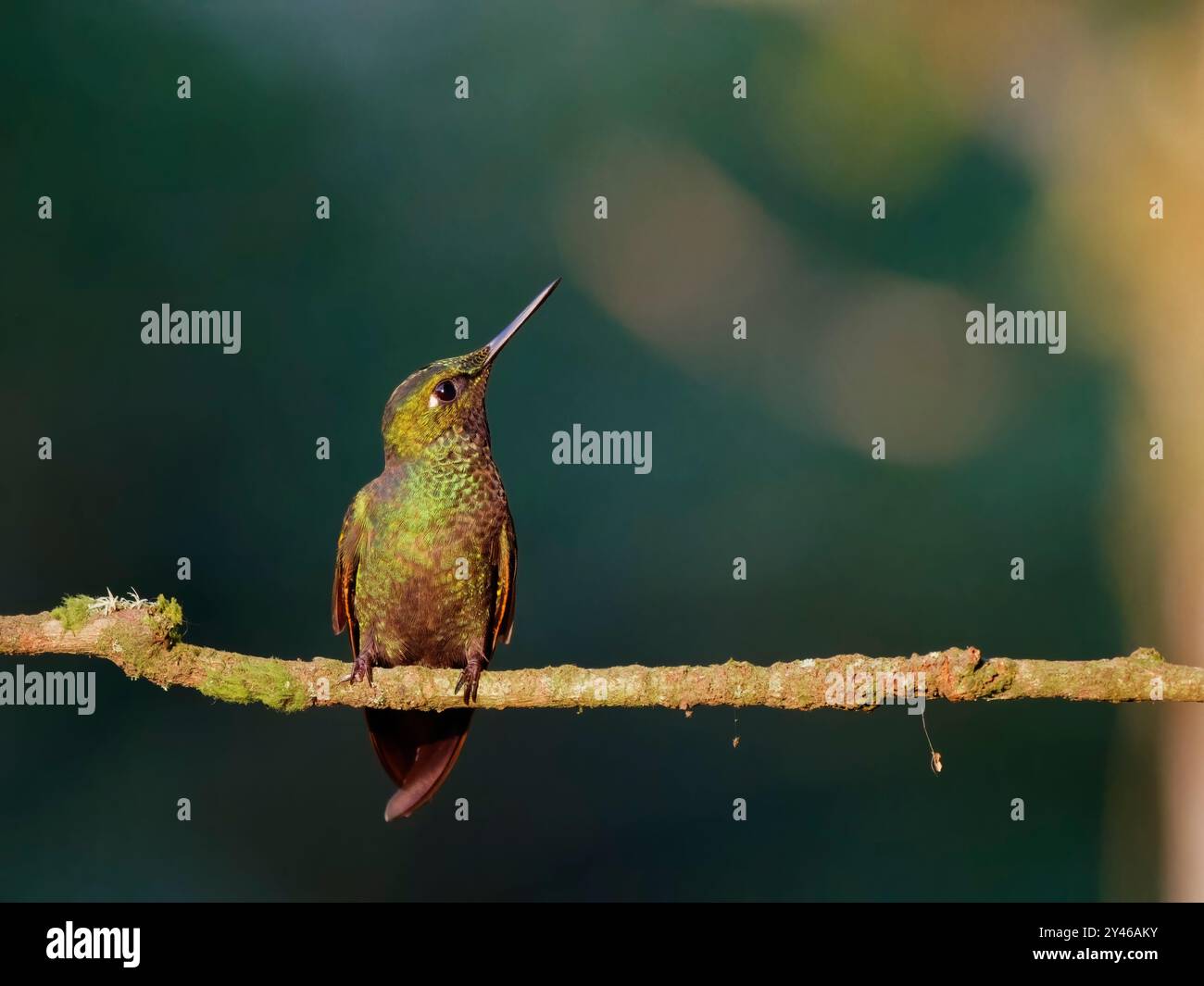 Brazilian Ruby Hummingbird male Heliodoxa rubricauda Atlantic Forest ...