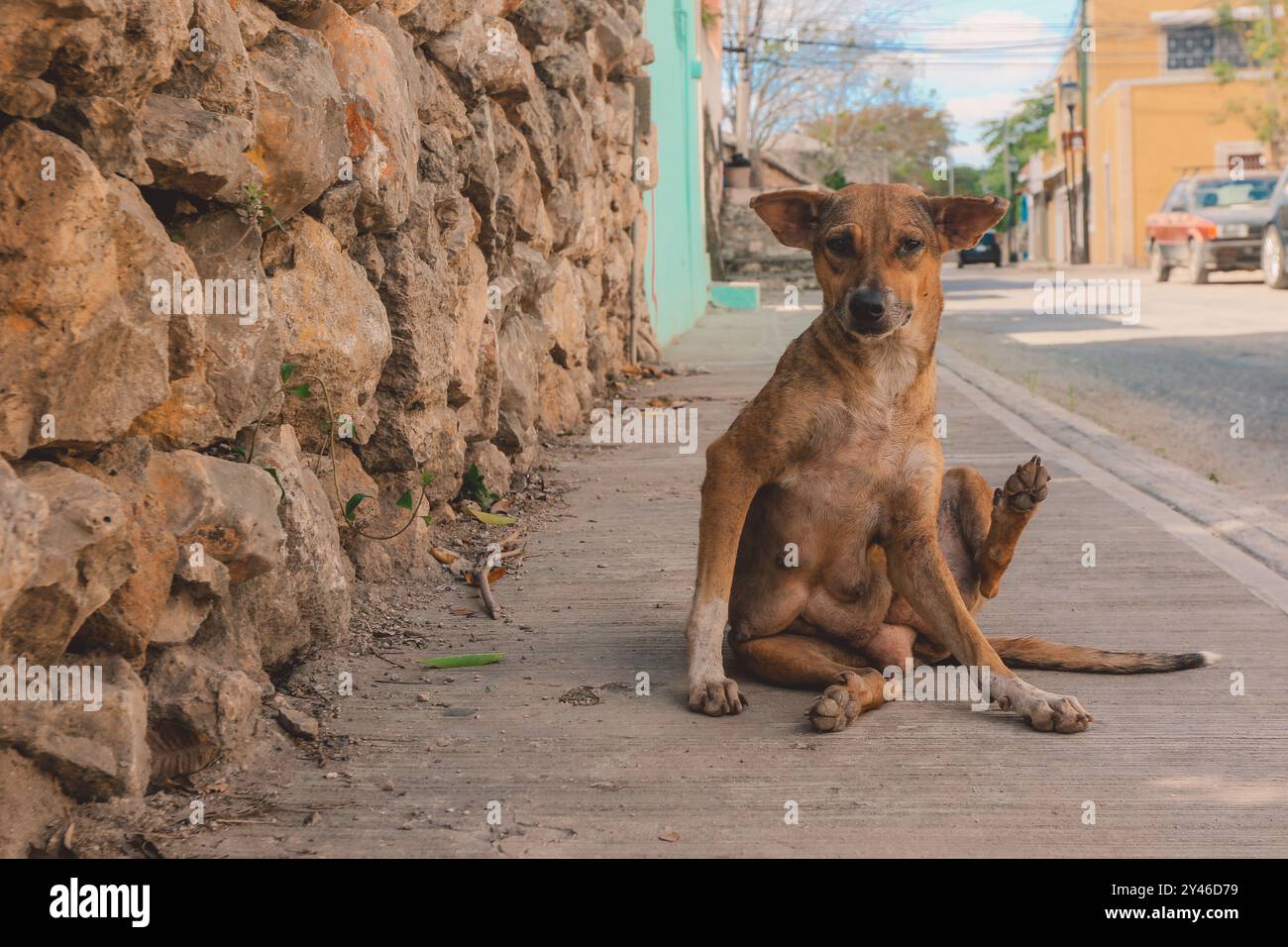 Sitting Cute Dog on the street, Varadero, Cuba Stock Photo - Alamy