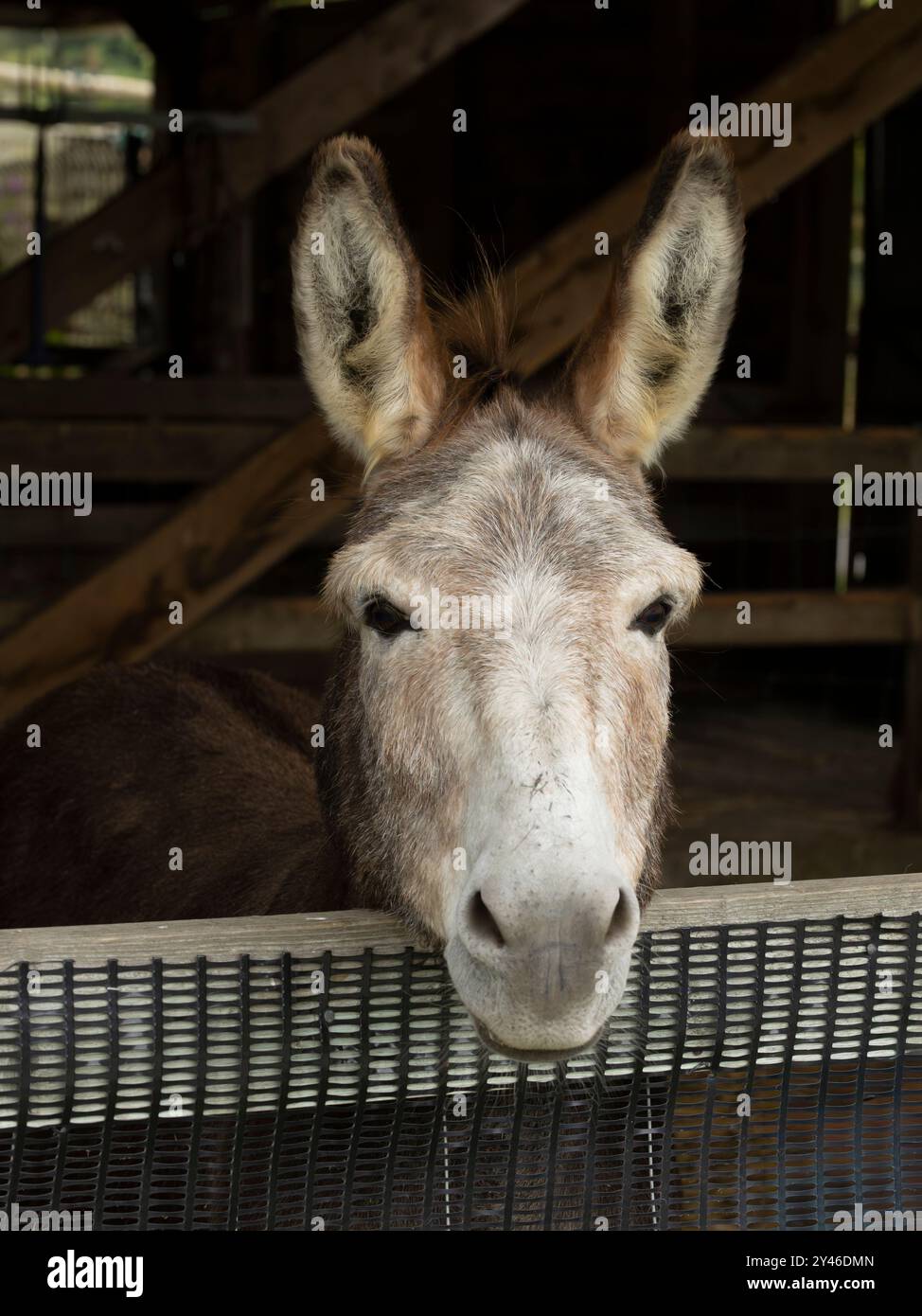 Donkeys head hi-res stock photography and images - Alamy