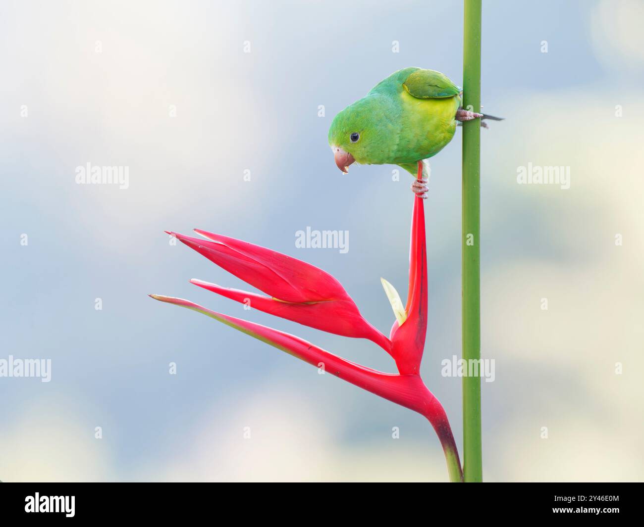 Plain Parakeet on Heliconia flower Brotogeris tirica Atlantic Forest ...