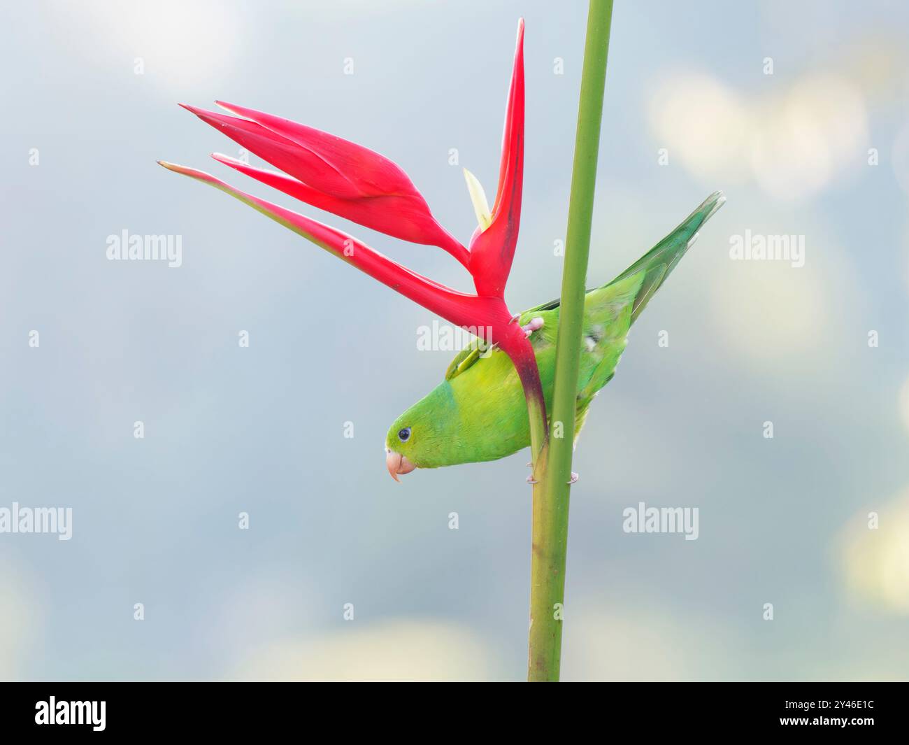 Plain Parakeet on Heliconia flower Brotogeris tirica Atlantic Forest ...