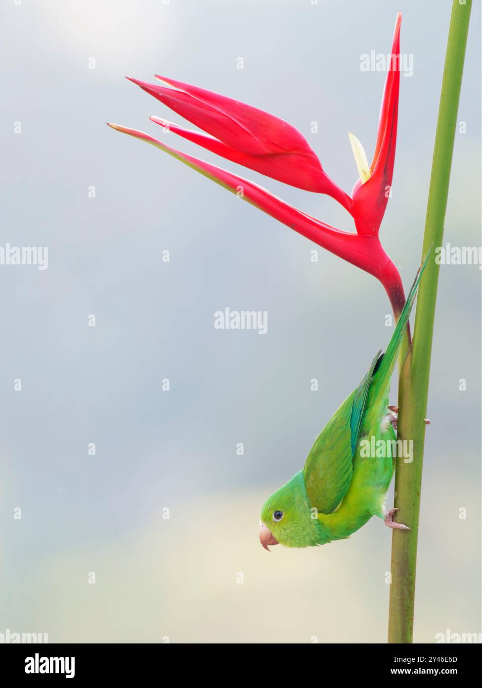 Plain Parakeet on Heliconia flower Brotogeris tirica Atlantic Forest ...