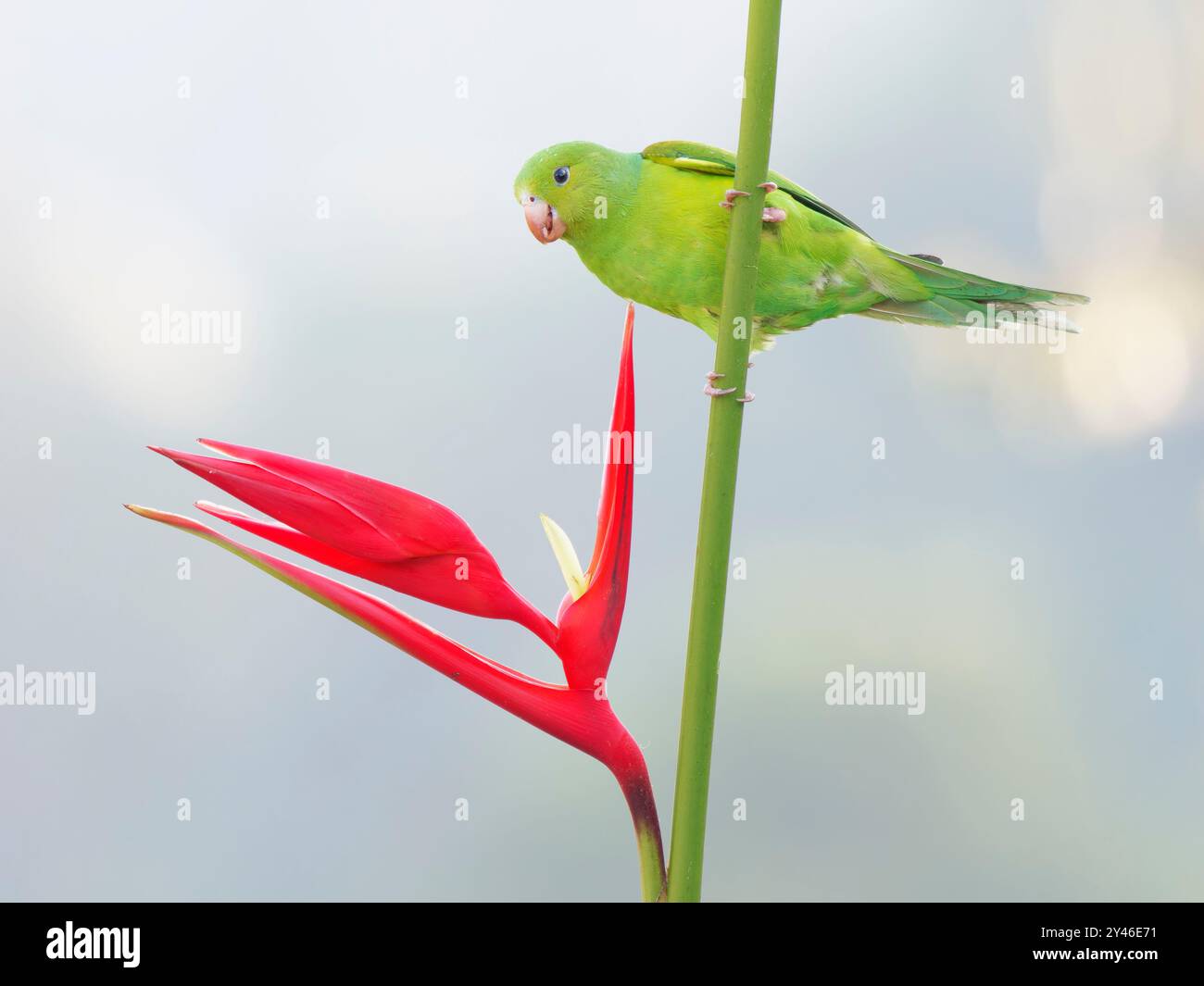 Plain Parakeet on Heliconia flower Brotogeris tirica Atlantic Forest ...