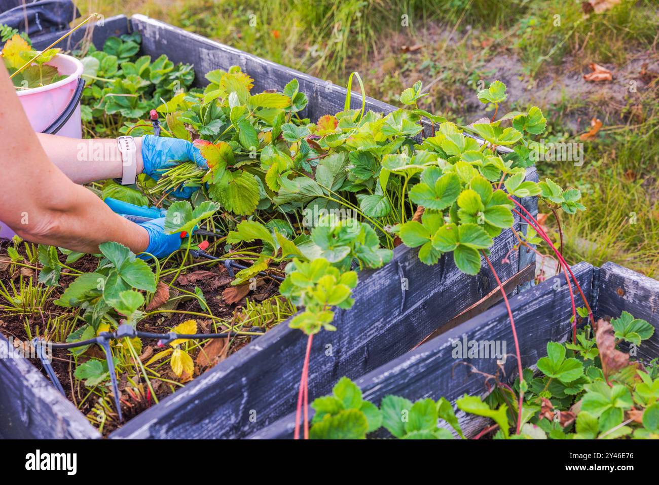 Woman’s hands pruning strawberry runners with garden shears on raised ...