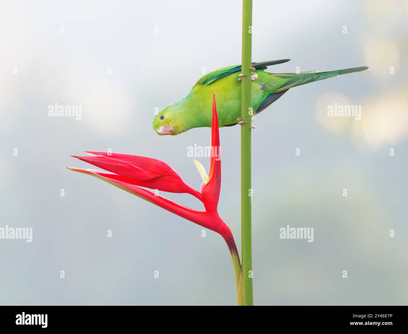 Plain Parakeet on Heliconia flower Brotogeris tirica Atlantic Forest ...
