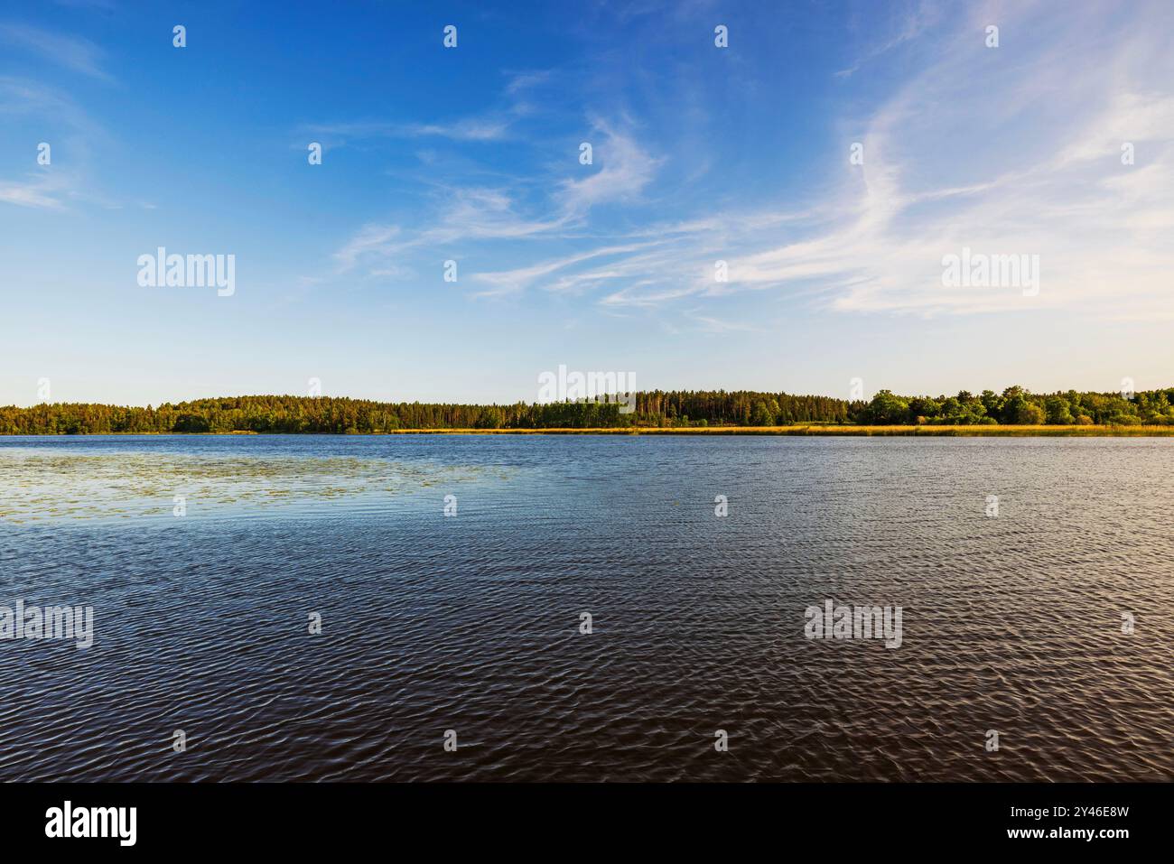 Large lake with lily pads on one side, forest on opposite shore and ...
