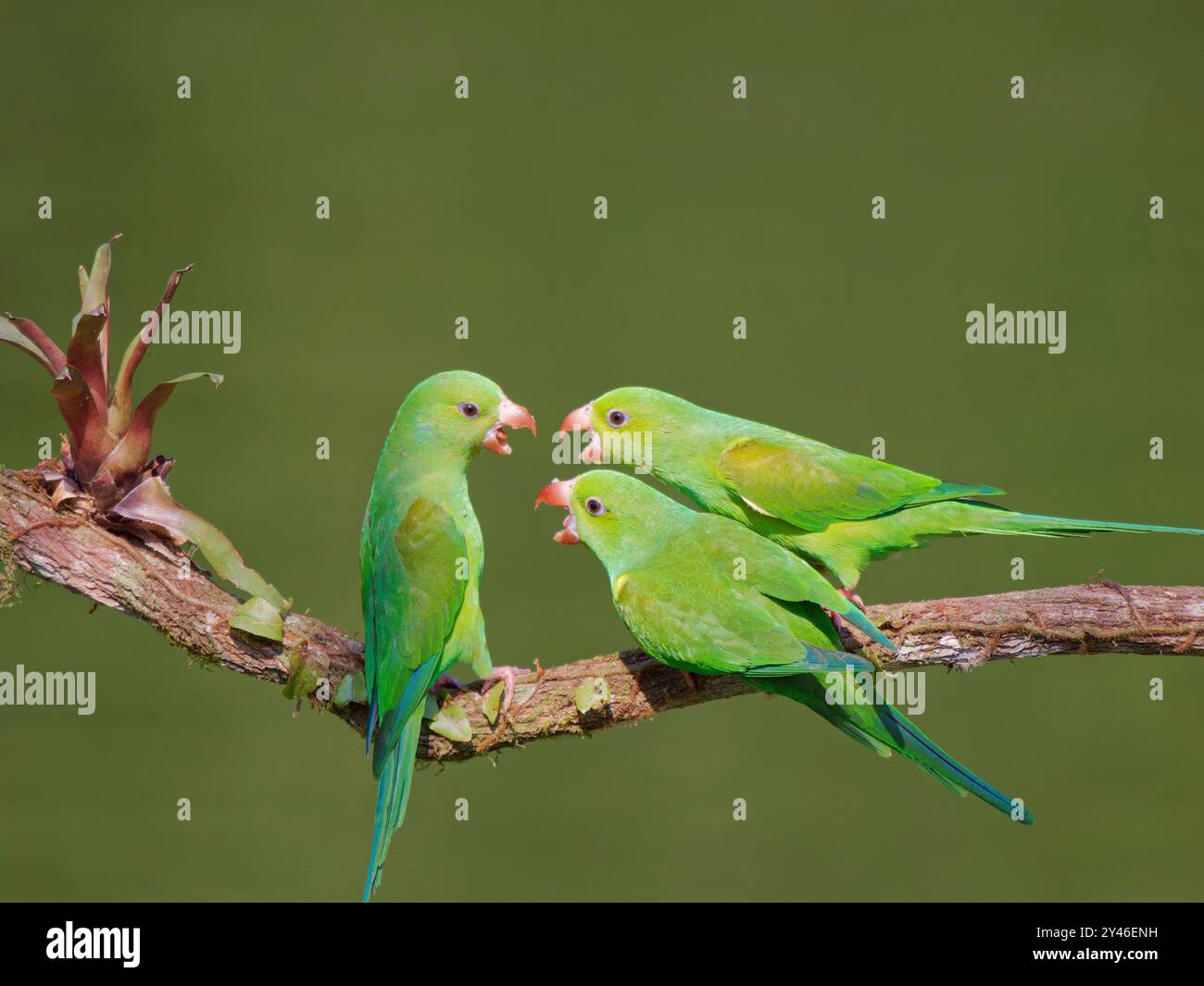 Plain Parakeet group Brotogeris tirica Atlantic Forest, Brazil BI042170 ...