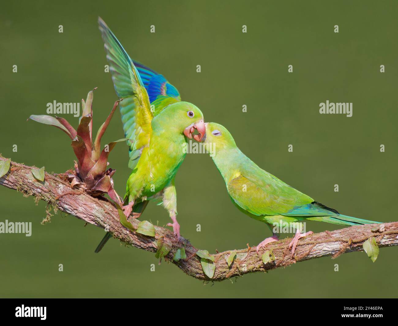 Plain Parakeet group Brotogeris tirica Atlantic Forest, Brazil BI042178 ...