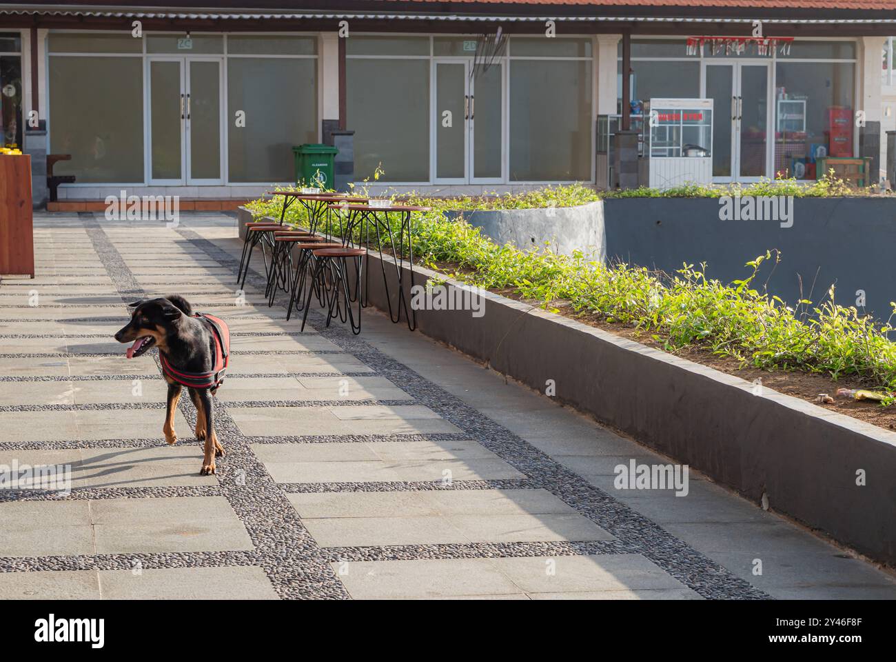 A dog walking along a paved pathway in an outdoor area. The setting ...