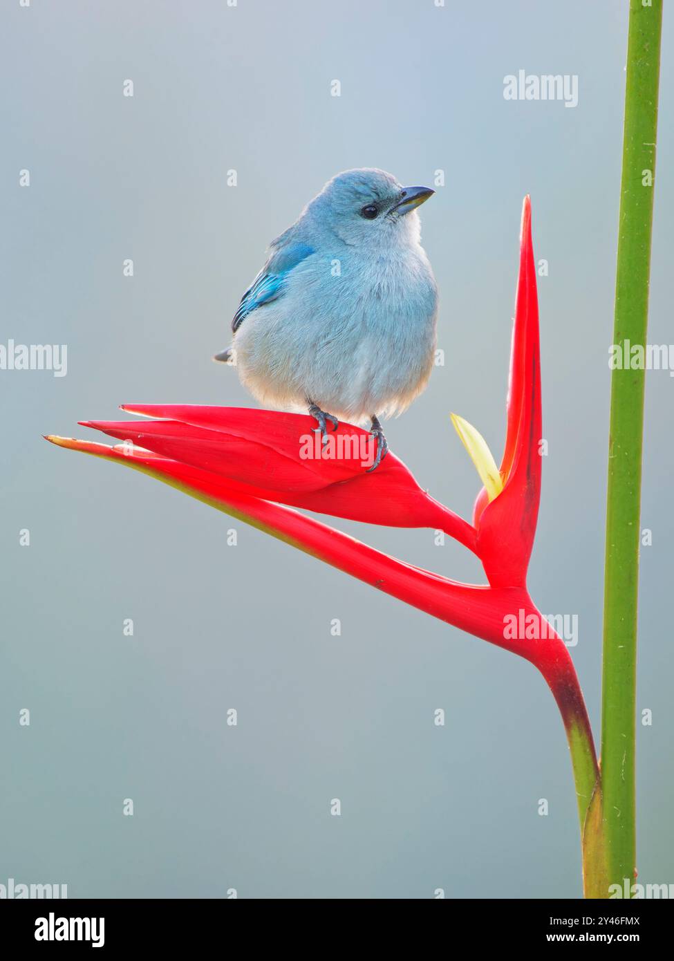 Azure Shouldered Tanager on Heliconia flower Thraupis cyanoptera ...