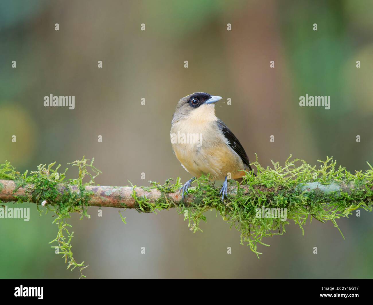 Black Goggled Tanager Trichothraupis melanops Atlantic Forest, Brazil ...